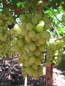 Biologische und Fair Trade zertifizierte Trauben aus Südafrika